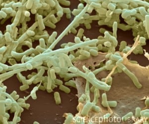 Streptomyces platensis - NBRC 12901 - CHỦNG VI SINH VẬT CHUẨN ATCC