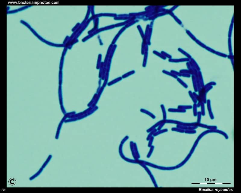Pediococcus acidilactici - NBRC 109619