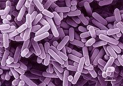 Bifidobacterium bifidum - NBRC 100015