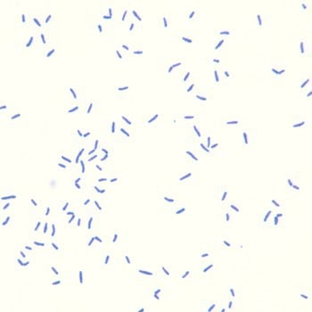 Rhodococcus equi - NBRC 101255