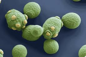 Saccharomyces cerevisiae - NBRC 104019