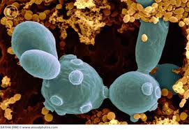 Monascus purpureus - NBRC 4478 - CHỦNG GIỐNG CHUẨN VI SINH VẬT