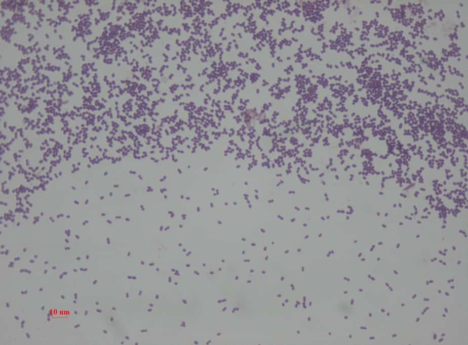 Streptococcus - CHỦNG VI SINH VẬT CHUẨN ATCC