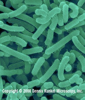 Rhizobium radiobacter - NBRC 14554
