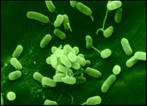Pseudomonas - CHỦNG VI SINH VẬT CHUẨN ATCC