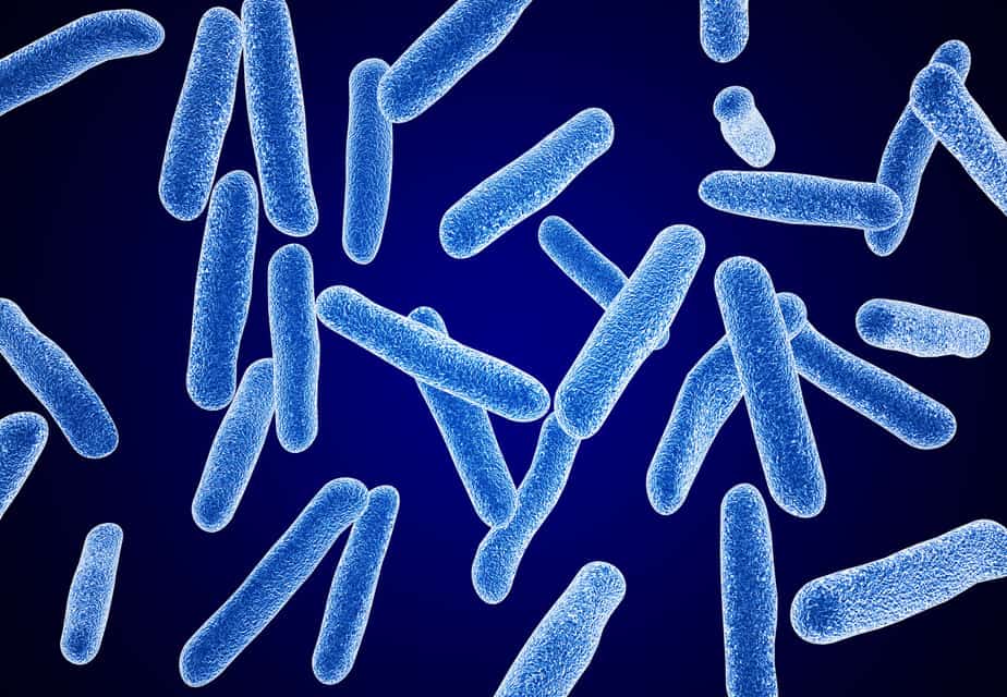 Tetragenococcus halophilus - NBRC 100498 - CHỦNG VI SINH VẬT CHUẨN ATCC