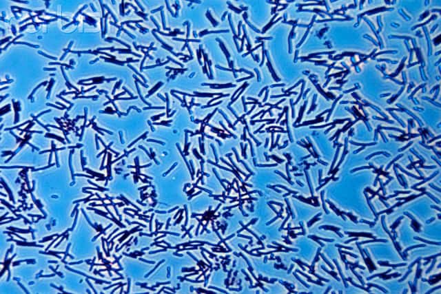 Acetobacter tropicalis - NBRC 16470