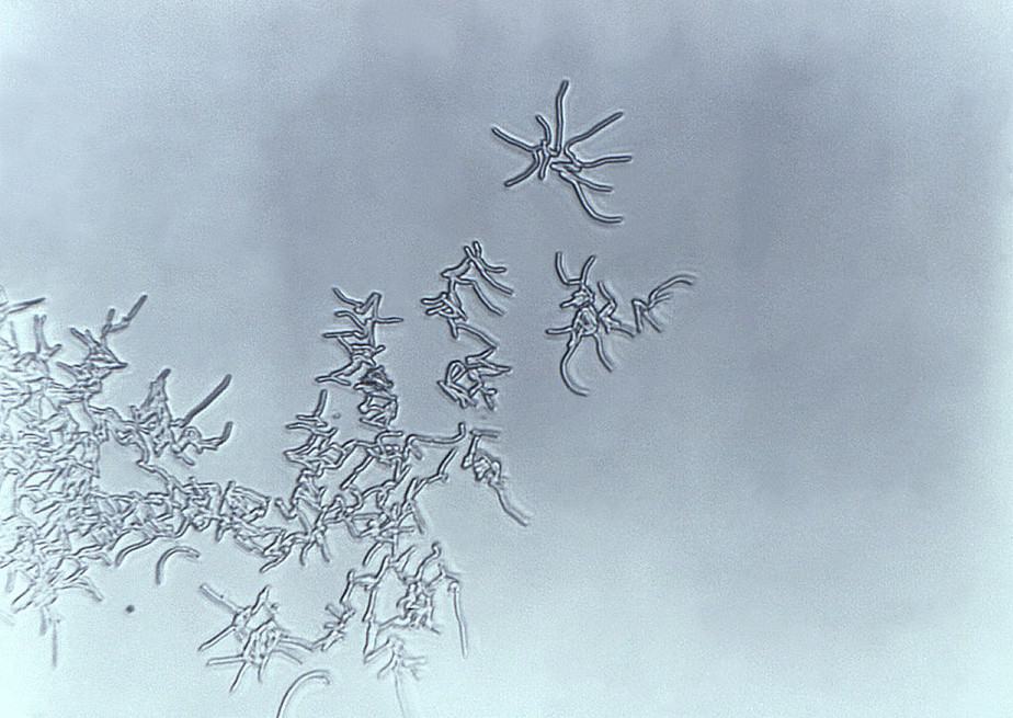 Rhodococcus sp - NBRC 12116