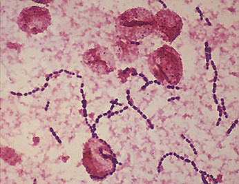 Streptococcus - CHỦNG VI SINH VẬT CHUẨN ATCC