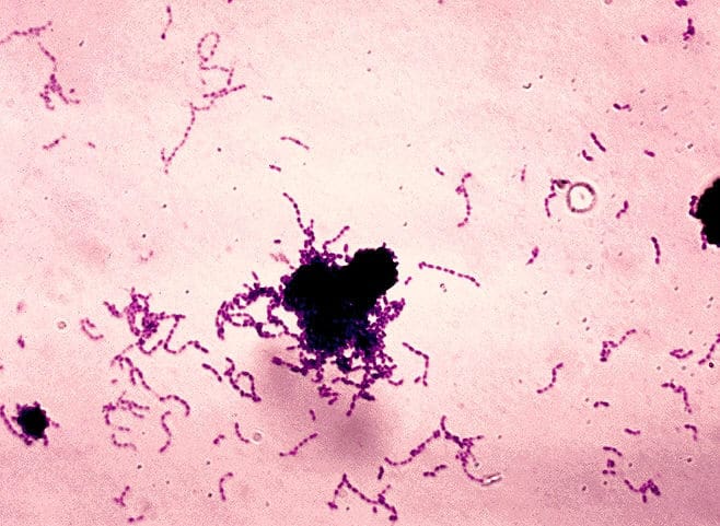 Streptococcus - CHỦNG VI SINH VẬT CHUẨN ATCC