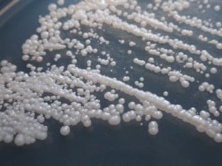 Geobacillus stearothermophilus - NBRC 12550