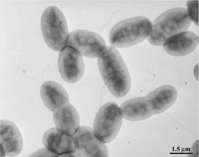Azospirillum lipoferum - NBRC 102290