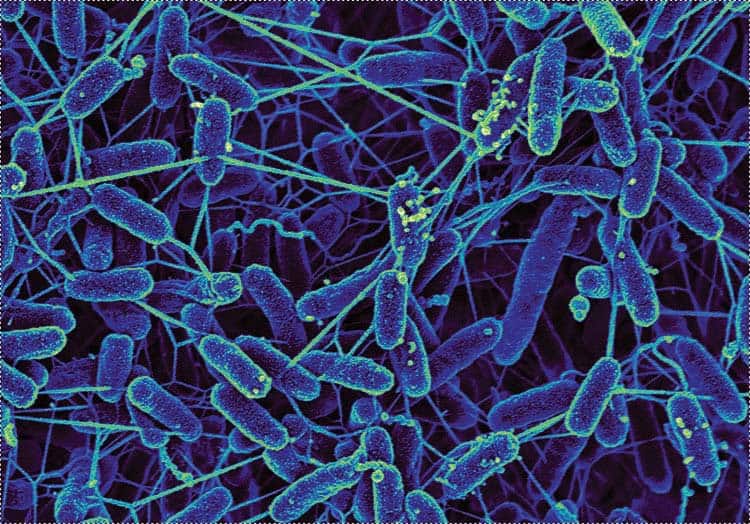 Shewanella sp. - NBRC 101066 - CHỦNG VI SINH VẬT CHUẨN ATCC
