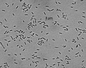 Paracoccus marinus - NBRC 100637 - Chủng Vi Sinh Vật Paracoccus