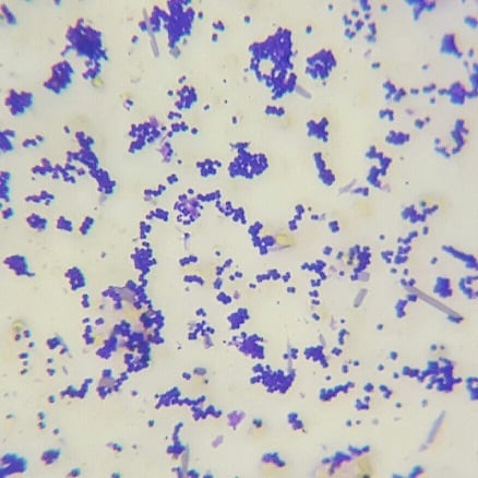Pediococcus pentosaceus - NBRC 107768