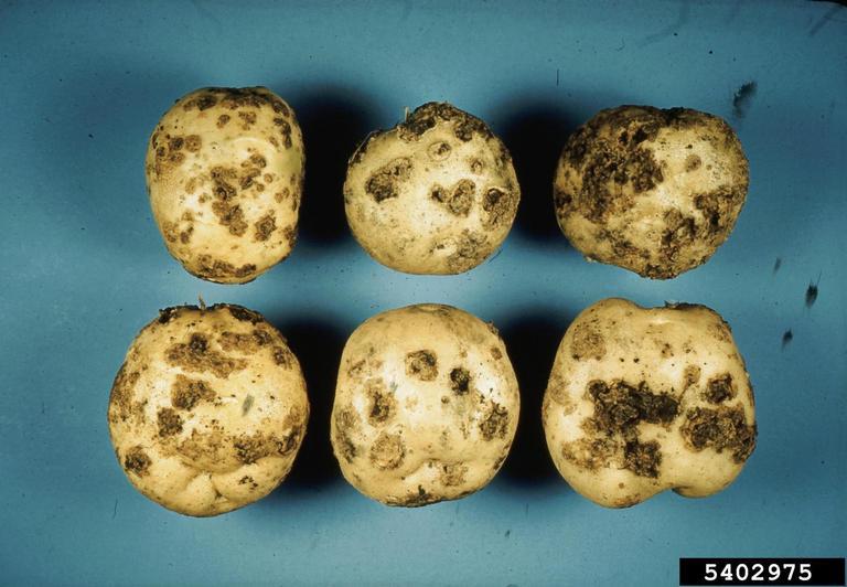 Streptomyces scabies - NBRC 13768
