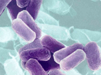 Azotobacter - CHỦNG VI SINH VẬT CHUẨN ATCC