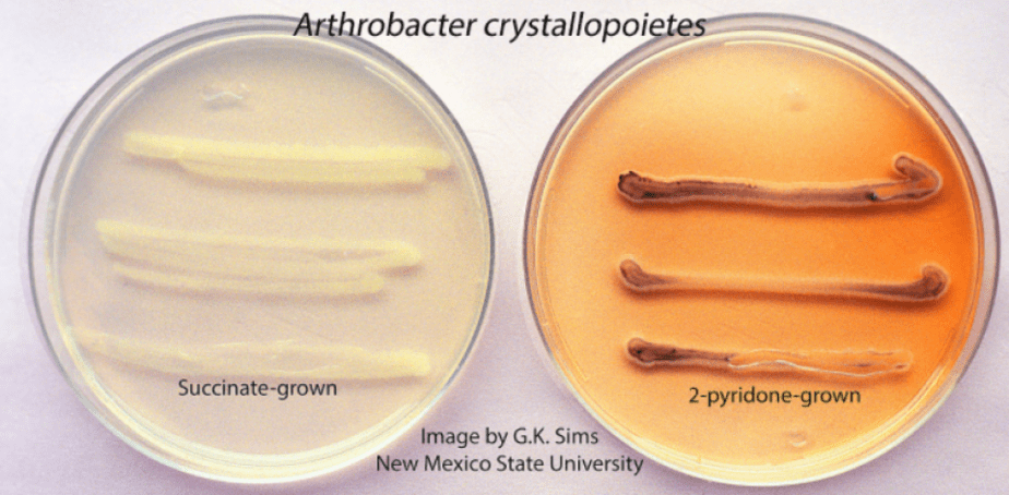 Arthrobacter crystallopoietes - NBRC 14235