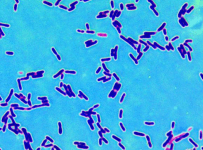 CHỦNG VI SINH VẬT CHUẨN ATCC - NHẬT BẢN