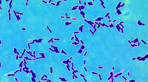 Tetragenococcus halophilus - NBRC 109726
