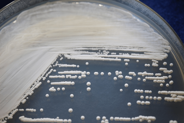 Wickerhamomyces anomalus - NBRC 10213
