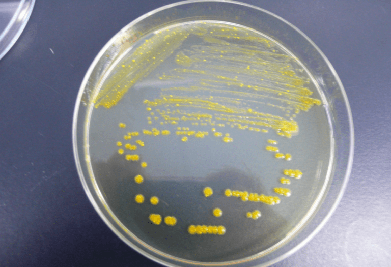 Cellulomonas sp - NBRC 16064 - Cellulomonas flavigena - Actinobacteria