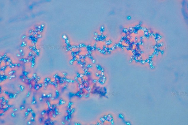 Thiobacillus thioparus - NBRC 103402 - CHỦNG VI SINH VẬT CHUẨN ATCC