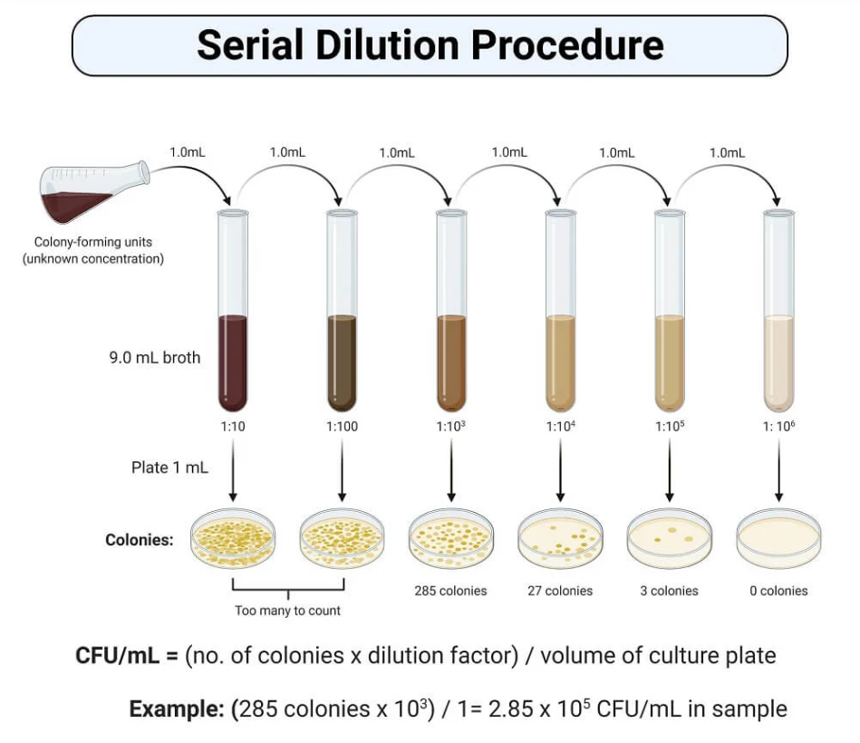 Kỹ Thuật Pha Loãng Nối Tiếp Trong Nuôi Cấy Vi Sinh