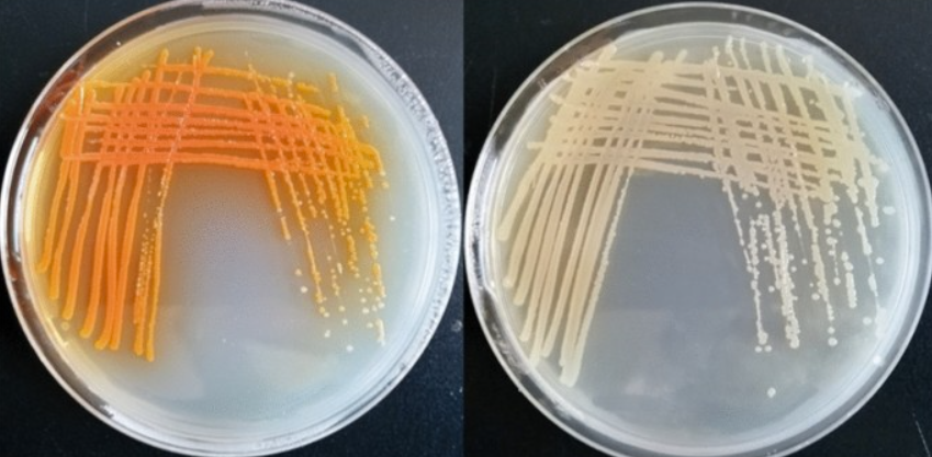 Pseudomonas Chlororaphis Nbrc 3521 ChỦng Vi Sinh VẬt ChuẨn Atcc