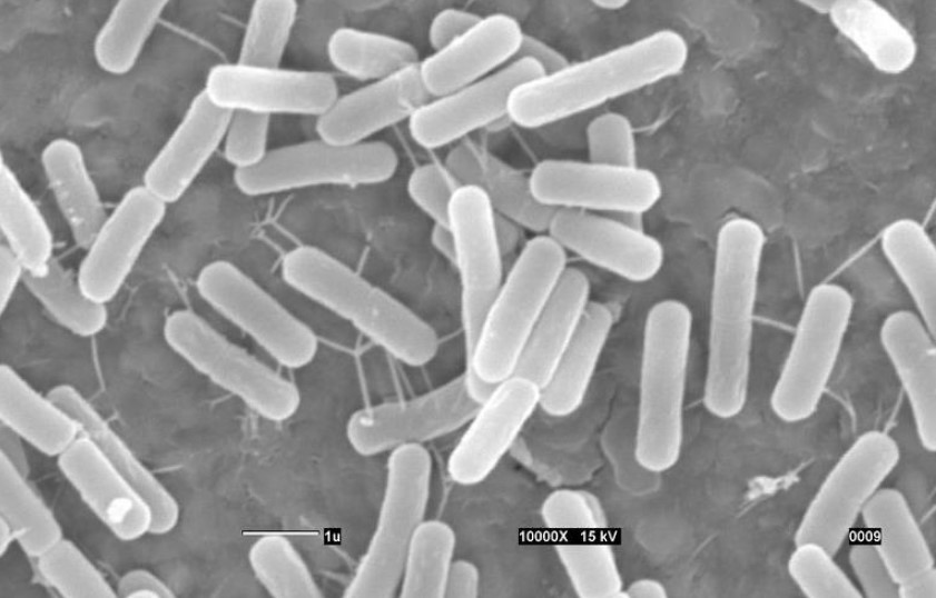 Lysinibacillus sphaericus - NBRC 15095 - CHỦNG VI SINH VẬT CHUẨN ATCC