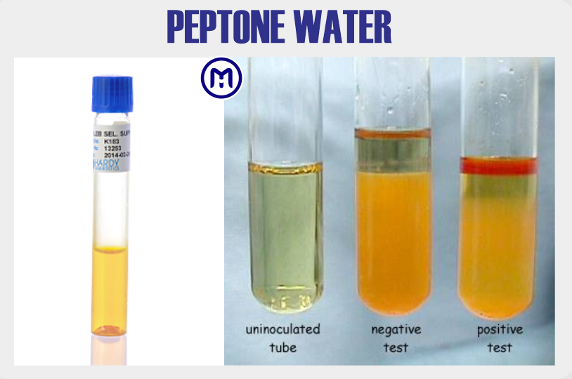 Môi trường Peptone Water - CHỦNG VI SINH VẬT CHUẨN ATCC